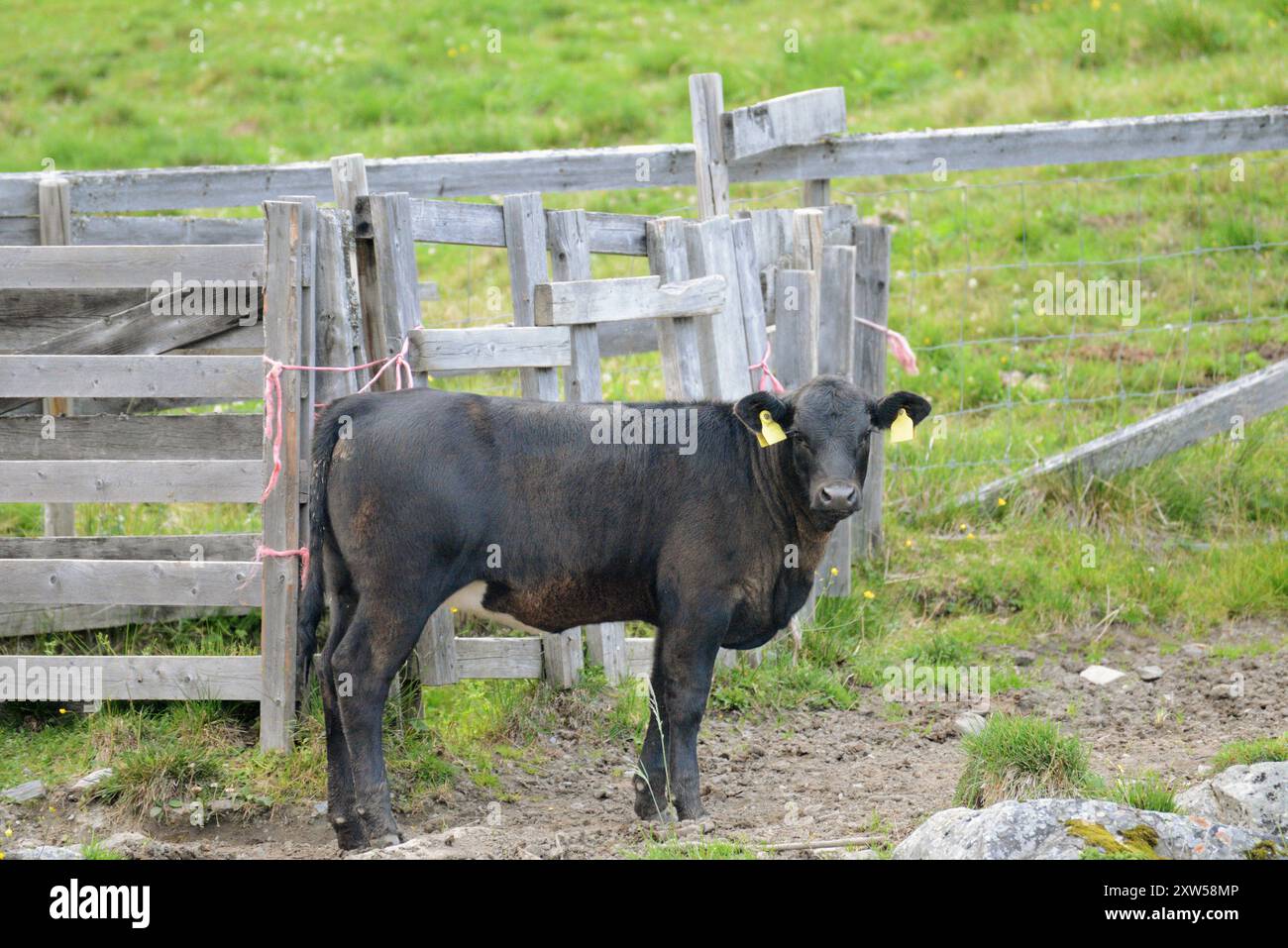 Black cow and calf hi-res stock photography and images - Alamy