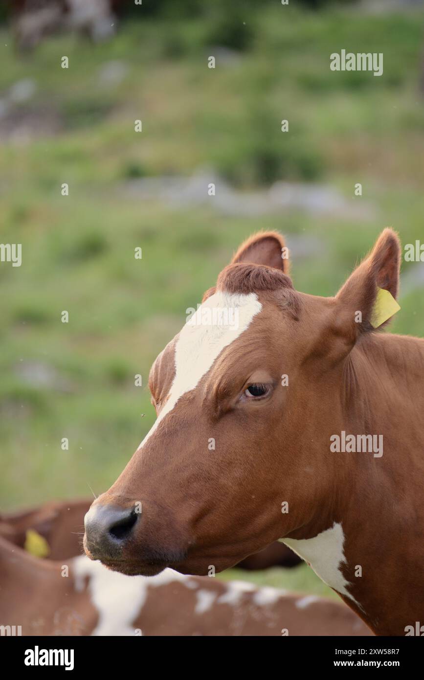 Closeup of cows head hi-res stock photography and images - Alamy