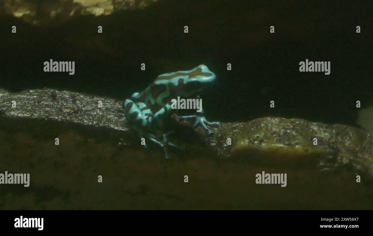 Los Angeles, California, USA 12th August 2024 Poisonous Frogs in ...