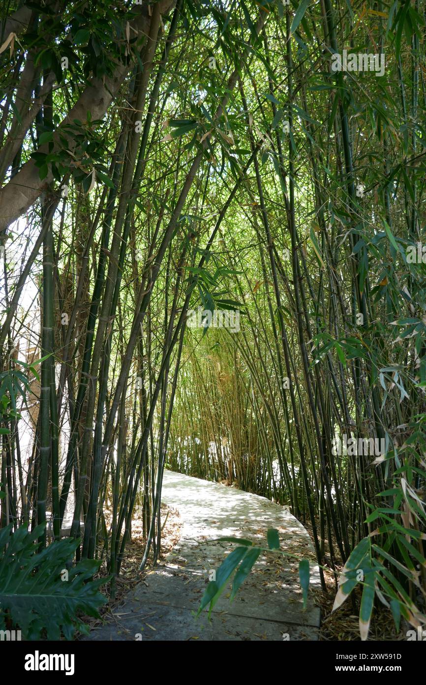 Los Angeles, California, USA 12th August 2024 Bamboo in Rainforest of ...