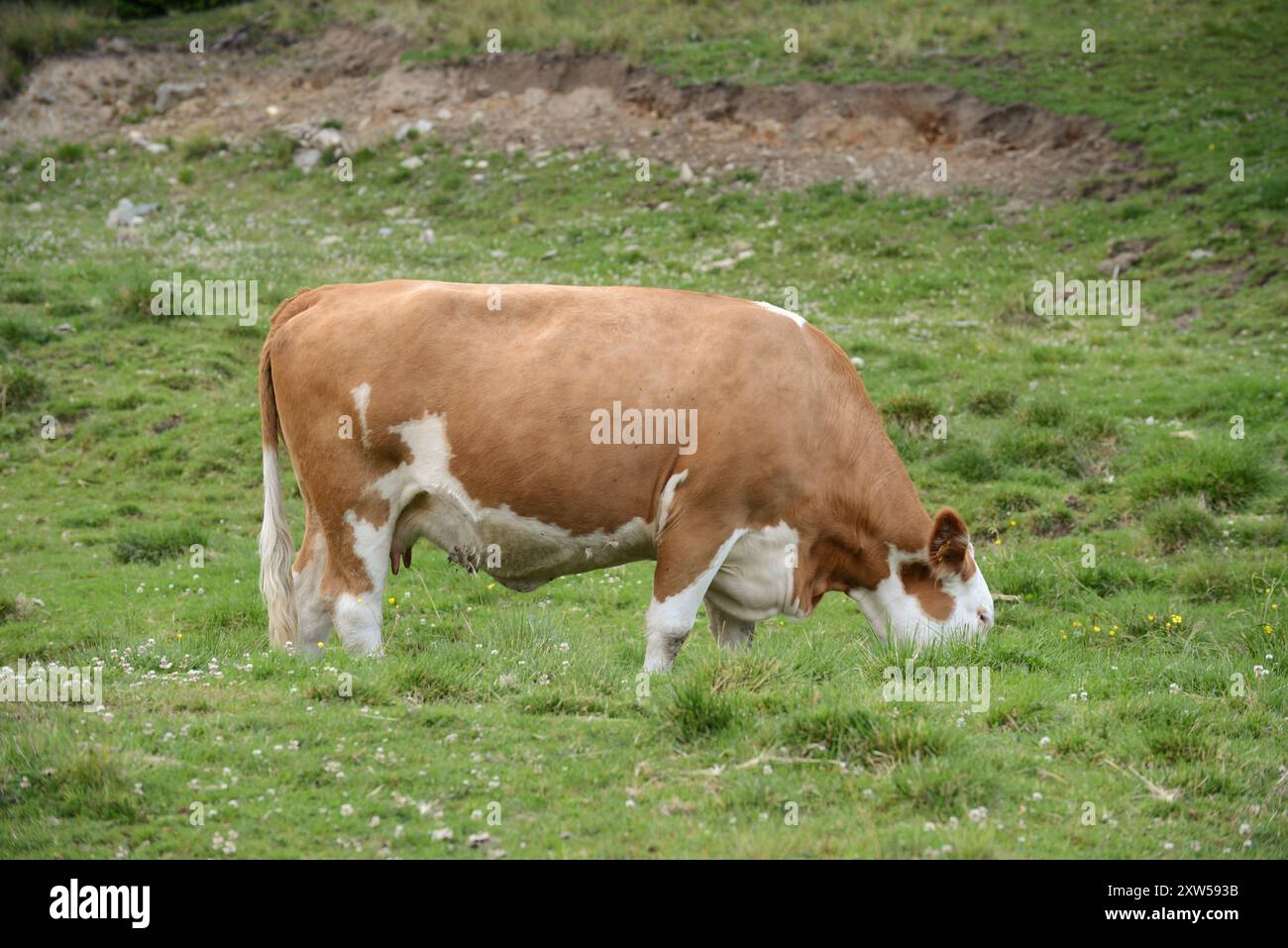 Grazing cows summer evening hi-res stock photography and images - Alamy