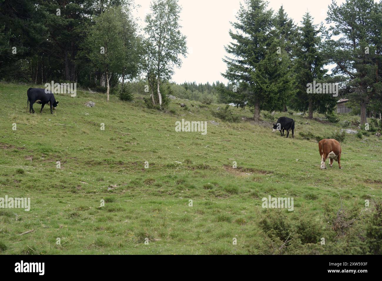 Three cows grazing on field hi-res stock photography and images - Alamy