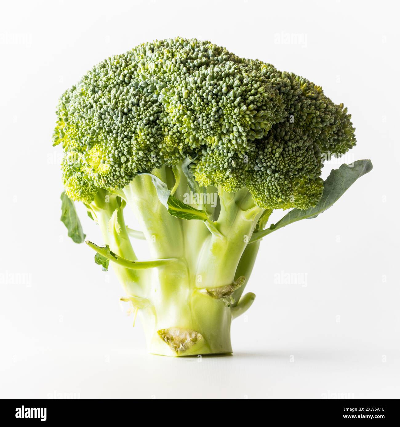 A standing broccoli stalk isolated against a white background Stock ...
