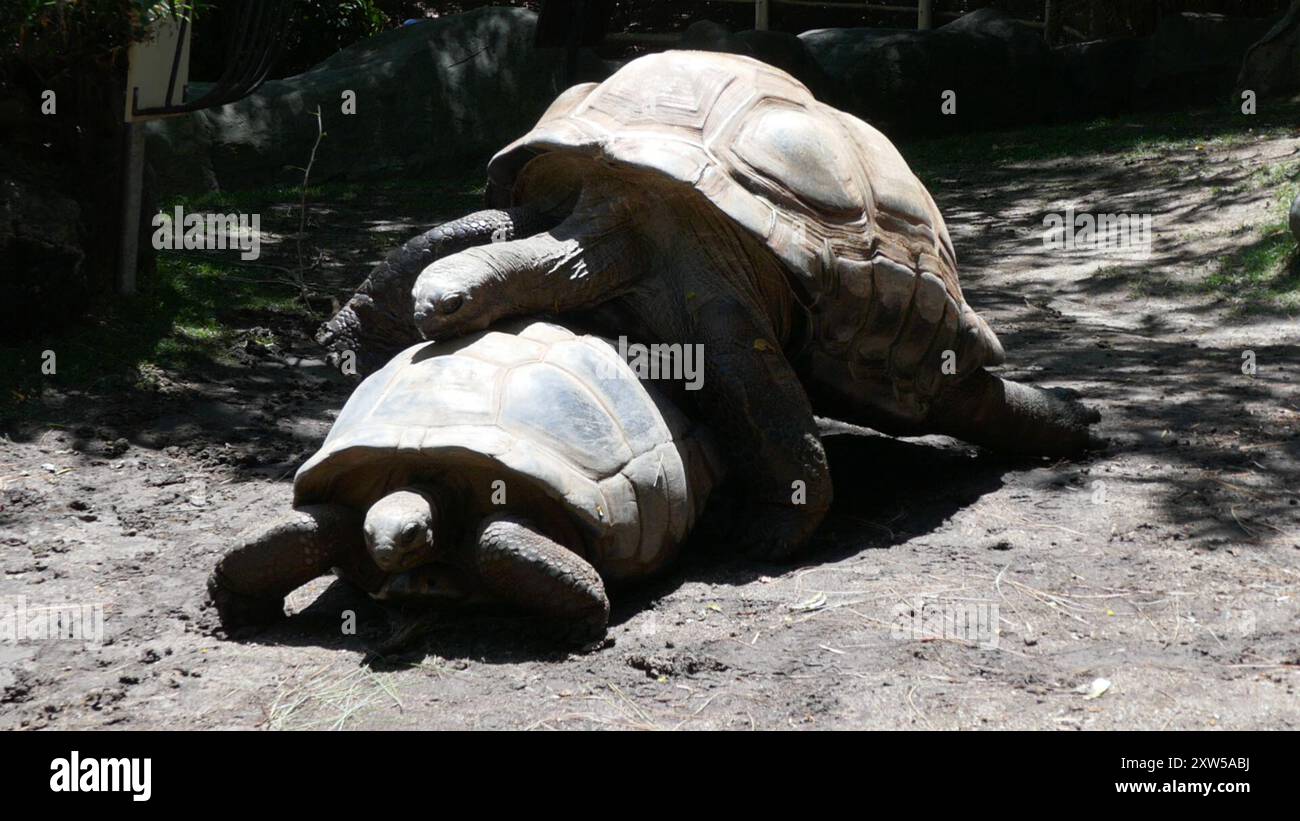 Los Angeles, California, USA 12th August 2024 Aldabra Tortoises mating ...