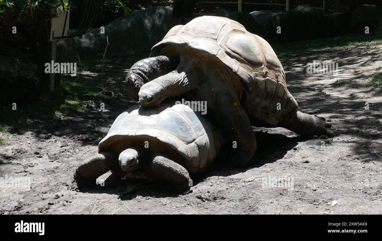 Los Angeles, California, USA 12th August 2024 Aldabra Tortoises mating ...