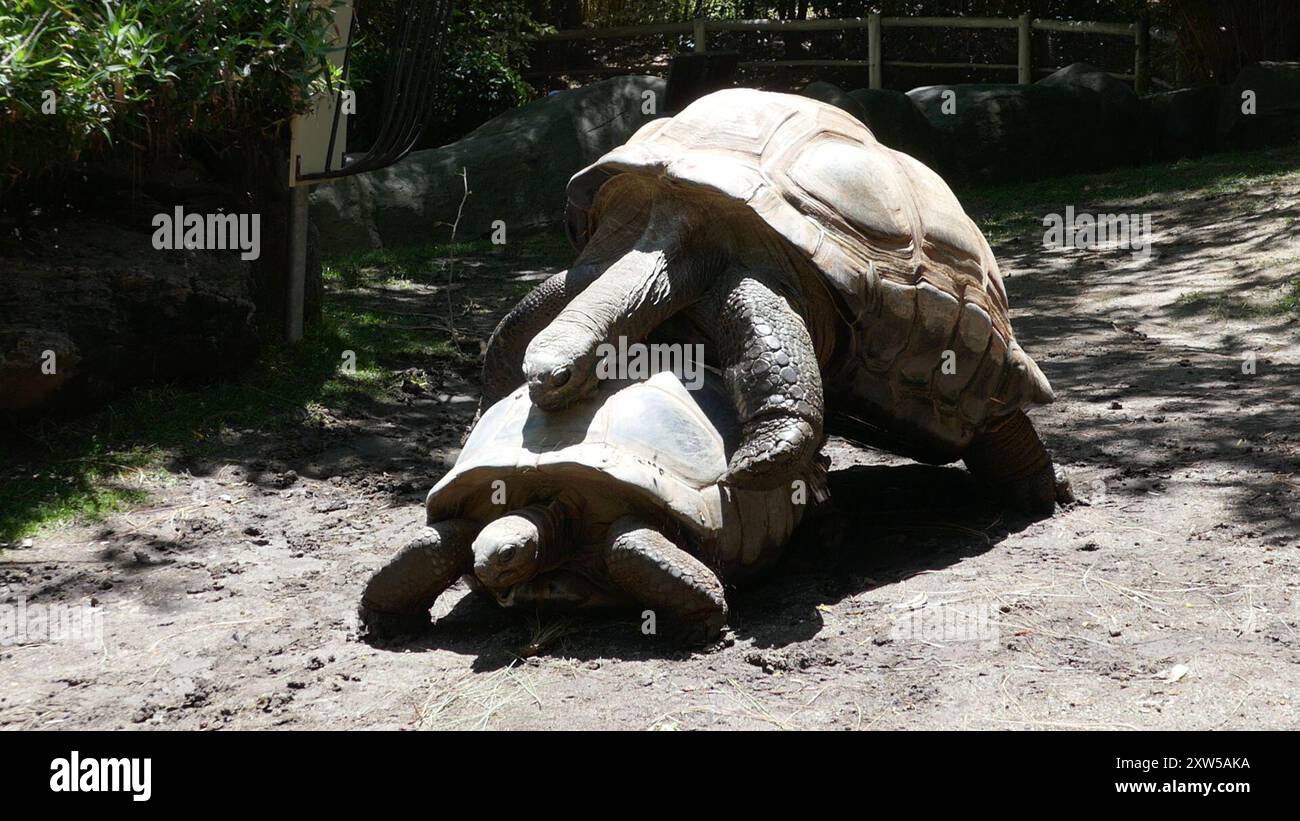 Los Angeles, California, USA 12th August 2024 Aldabra Tortoises mating ...