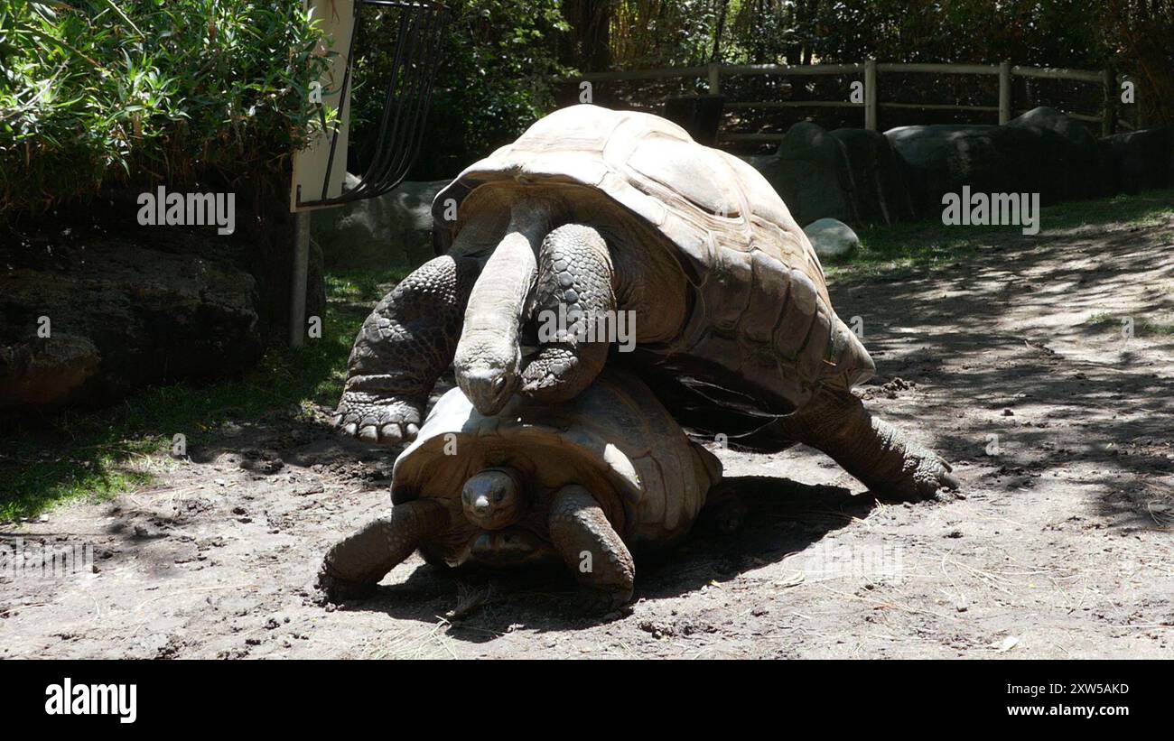 Los Angeles, California, USA 12th August 2024 Aldabra Tortoises mating ...