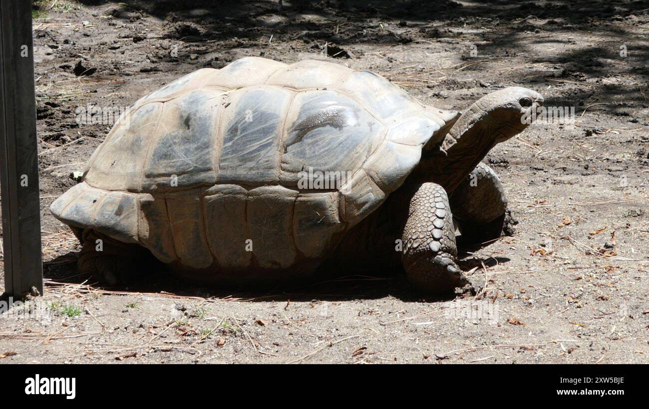 Los Angeles, California, USA 12th August 2024 Aldabra Tortoise at LA ...