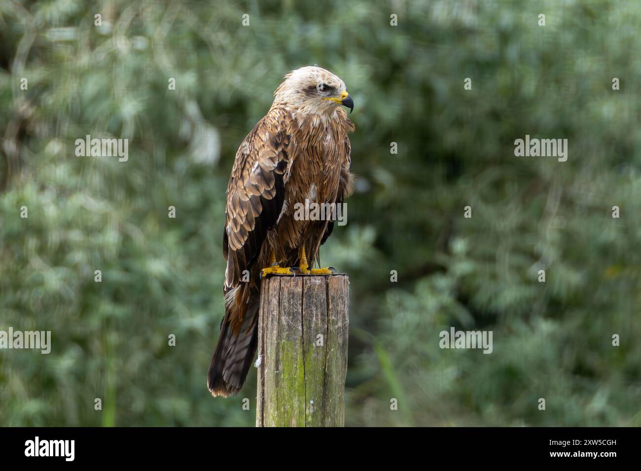 A black kite soaring above open landscapes. This raptor feeds on small ...