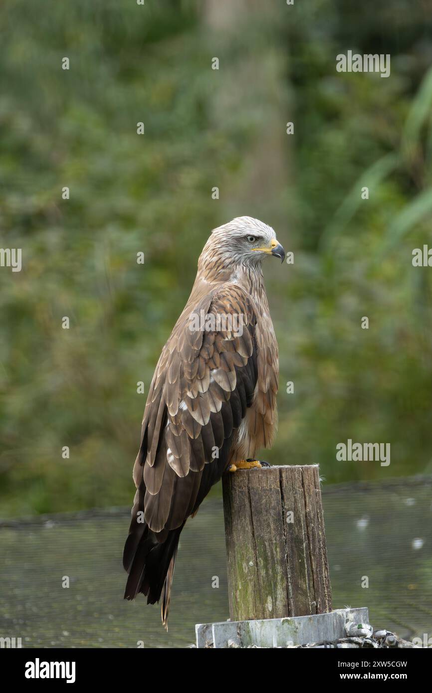 A black kite soaring above open landscapes. This raptor feeds on small ...