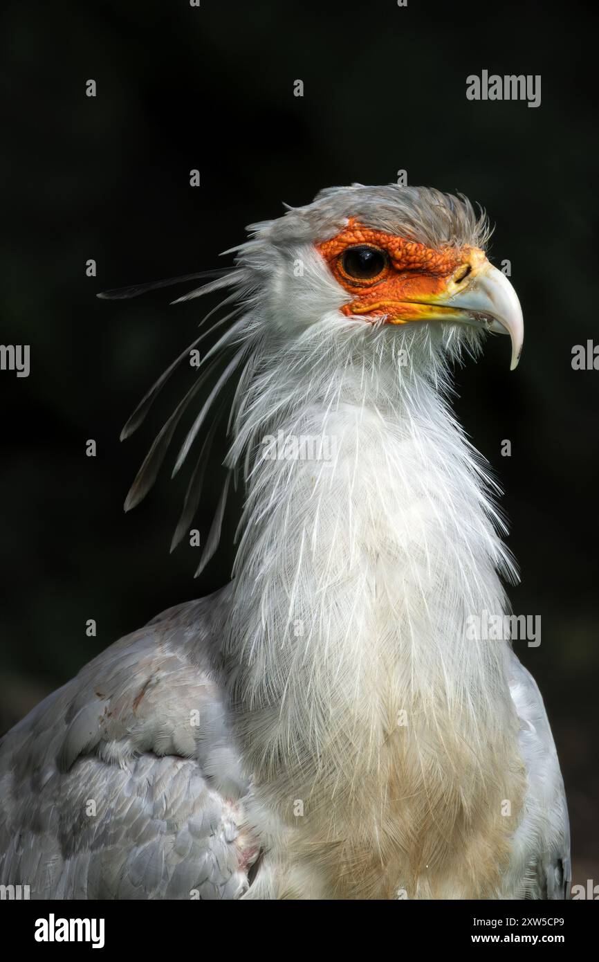 Secretary Bird Snake
