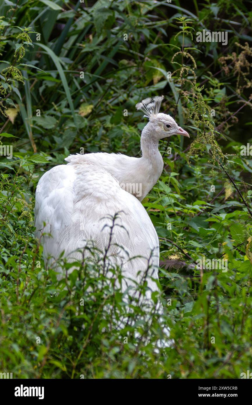 Indian peafowl in forests hi-res stock photography and images - Alamy
