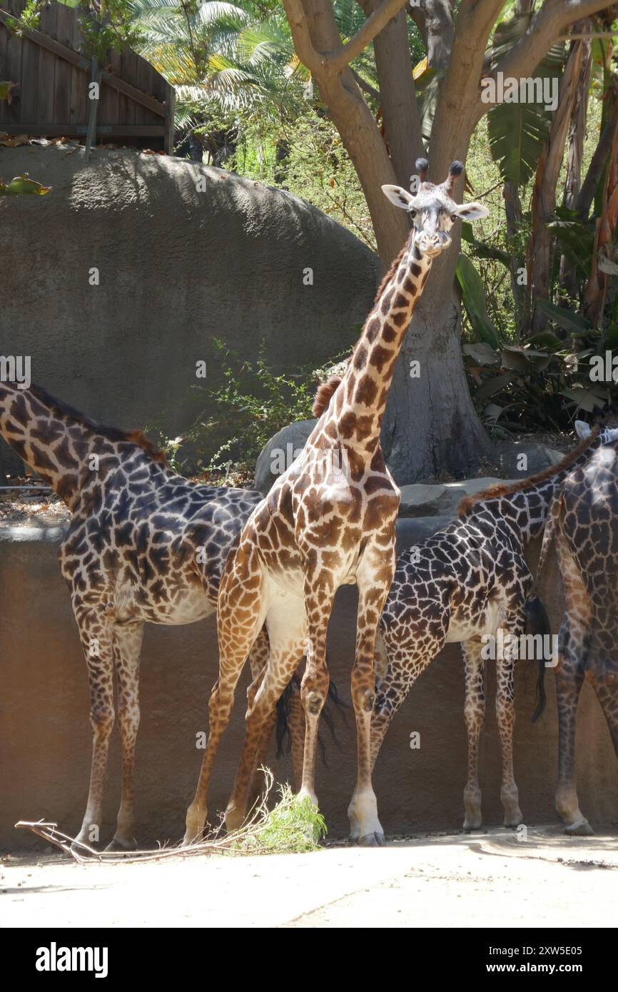 Los Angeles, California, USA 12th August 2024 Maasai Giraffes, Masai ...