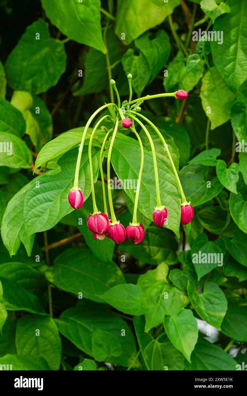 Rangoon creeper flower buds with it's green leaves Stock Photo - Alamy