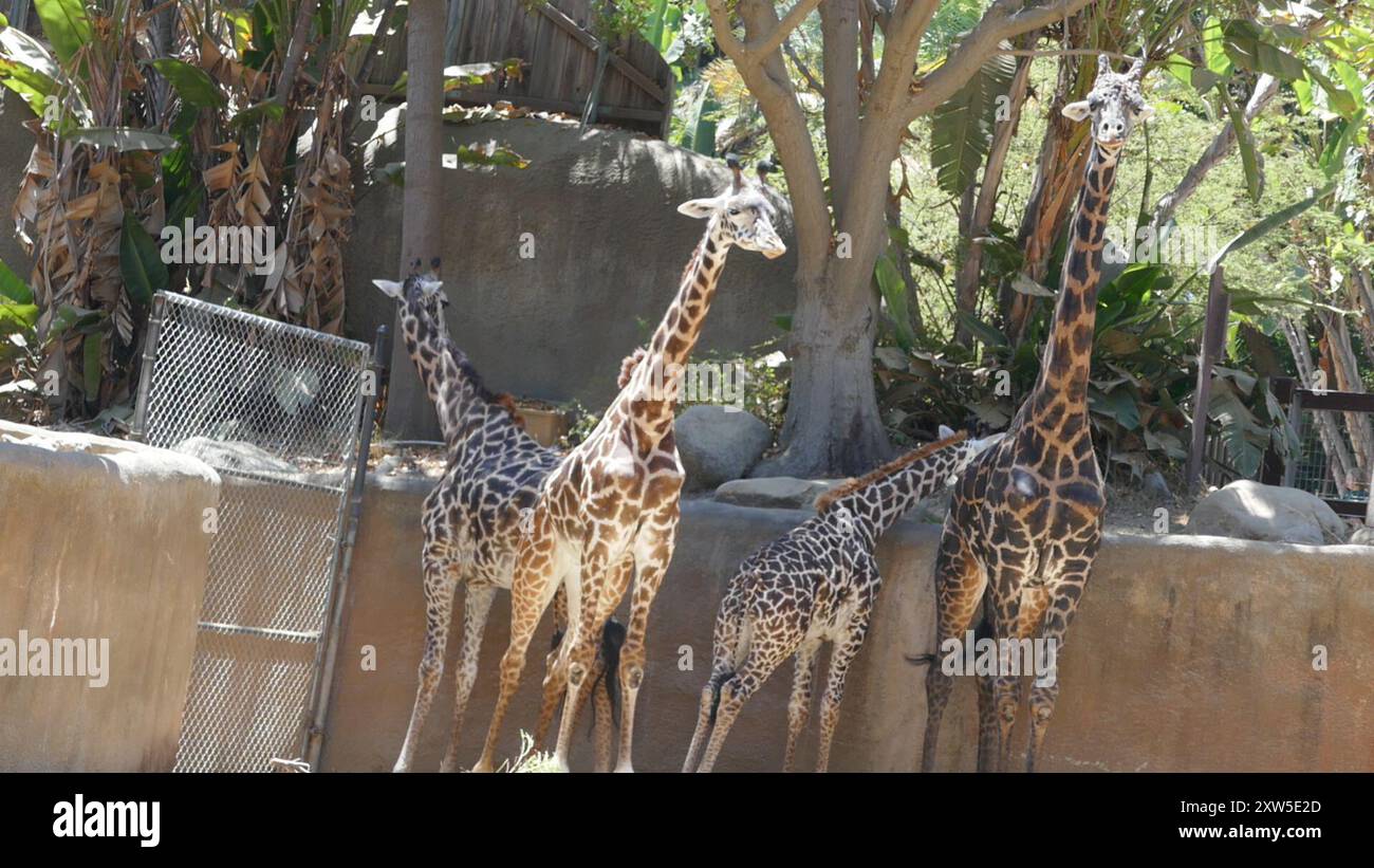 Los Angeles, California, USA 12th August 2024 Maasai Giraffes, Masai ...