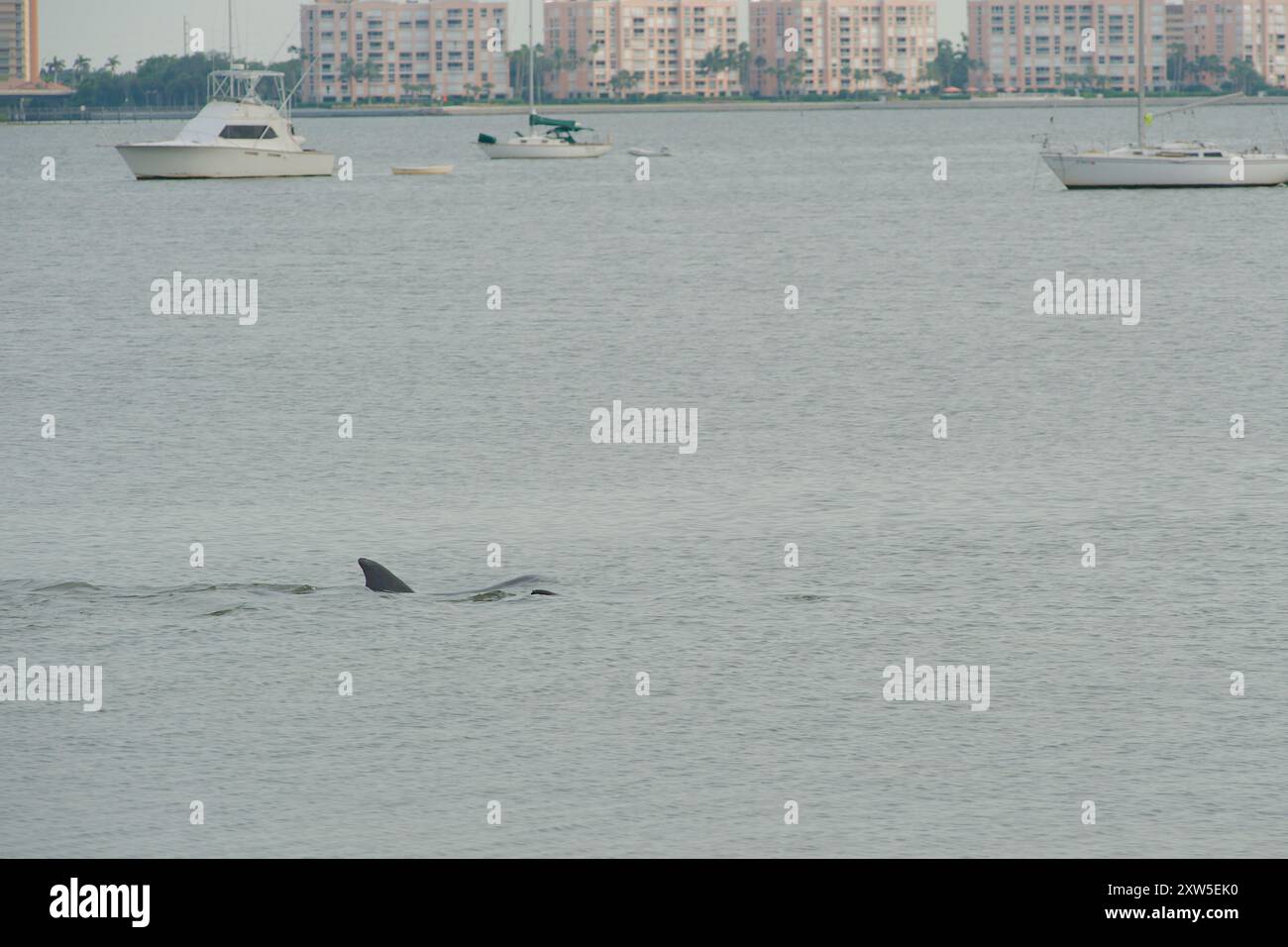 Layered landscape dolphins fins out of water over blue water to motor ...
