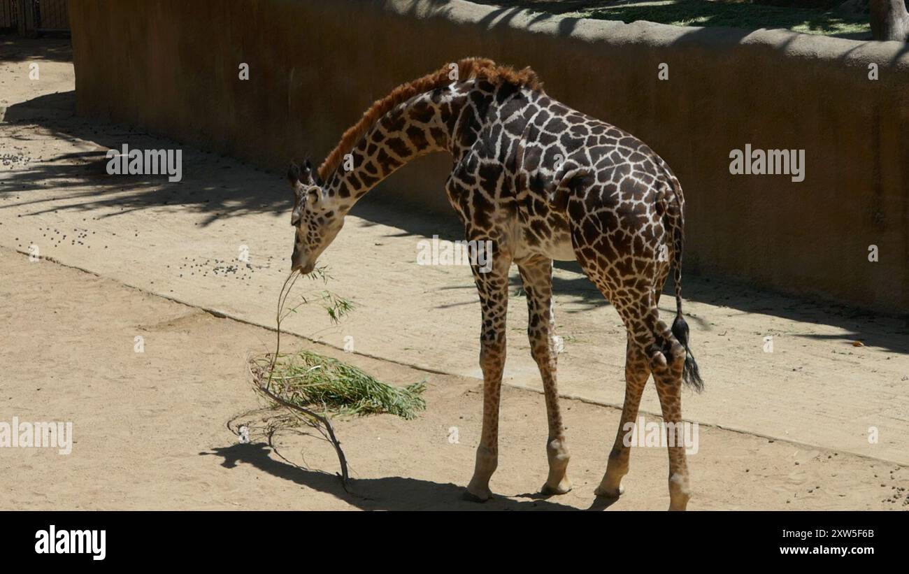 Los Angeles, California, USA 12th August 2024 Maasai Giraffes, Masai ...