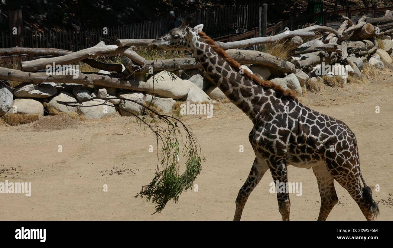 Los Angeles, California, USA 12th August 2024 Maasai Giraffes, Masai ...