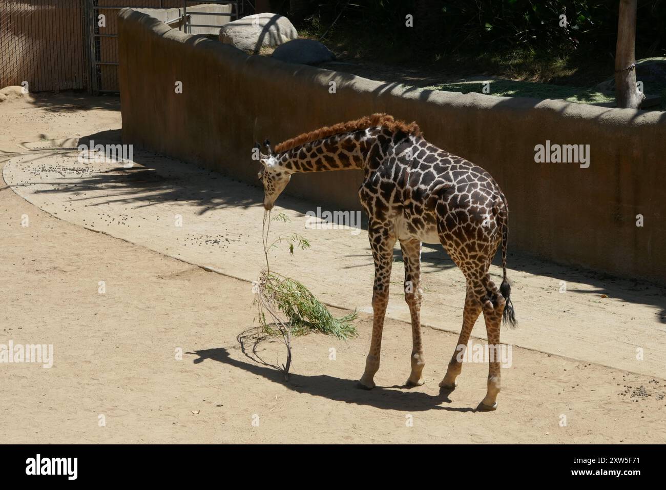 Los Angeles, California, USA 12th August 2024 Maasai Giraffes, Masai ...