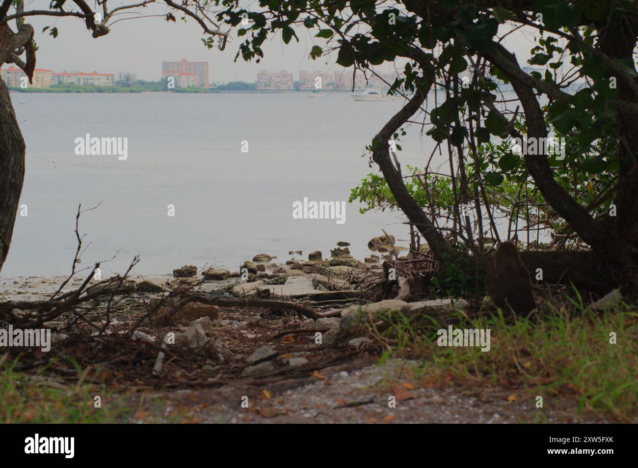 Mangrove trees framed hi-res stock photography and images - Alamy
