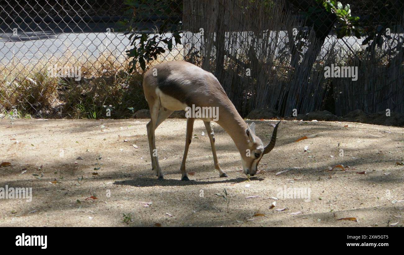 Los Angeles, California, USA 12th August 2024 SpekeÕs Gazelle at LA Zoo ...