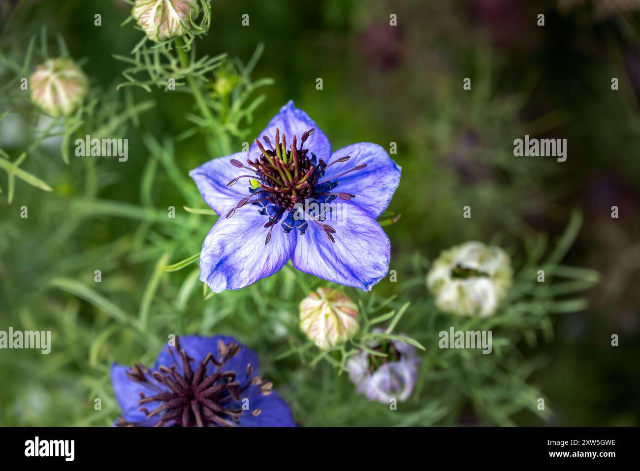 Beautiful blue color annual hi-res stock photography and images - Alamy