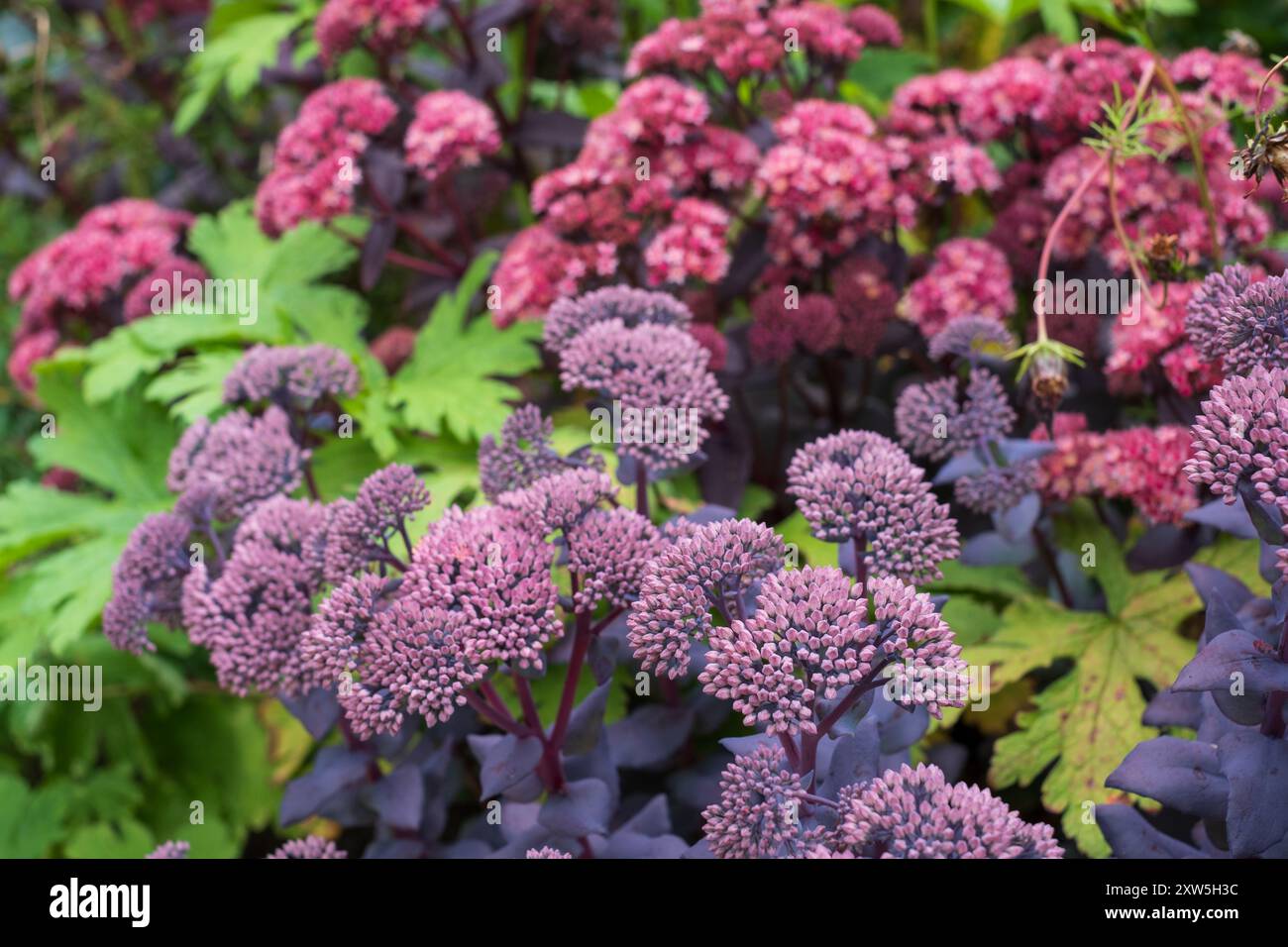 Dark red sedum flowers amidst other similar colour perennial flowering ...