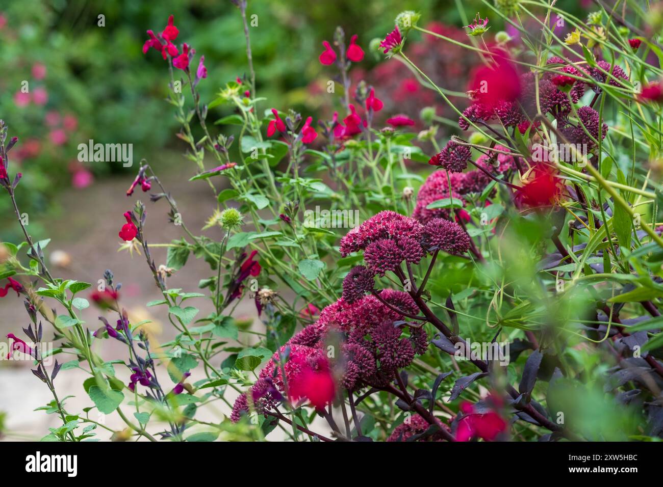 Dark red sedum flowers amidst other similar colour perennial flowering ...