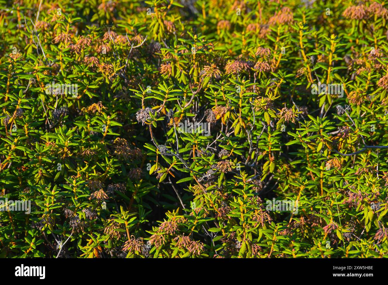 Labrador tea hi-res stock photography and images - Alamy