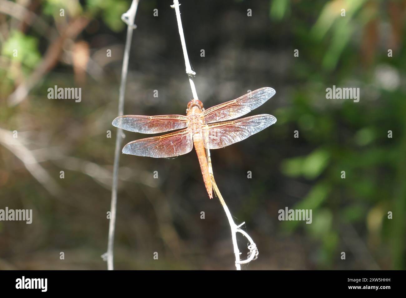 Los Angeles, California, USA 12th August 2024 Dragonfly at LA Zoo on ...