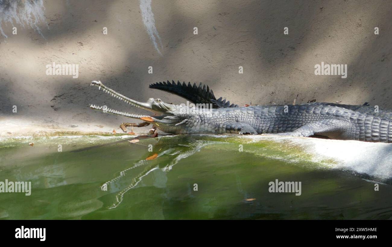 Los Angeles, California, USA 12th August 2024 Indian Gharial at LA Zoo ...
