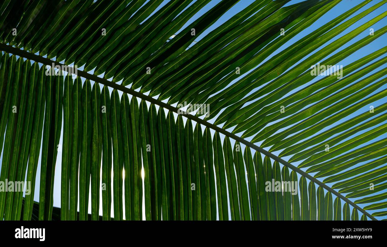 Palm leaf background. Palm leaf texture. Palm foliage over blue sky ...