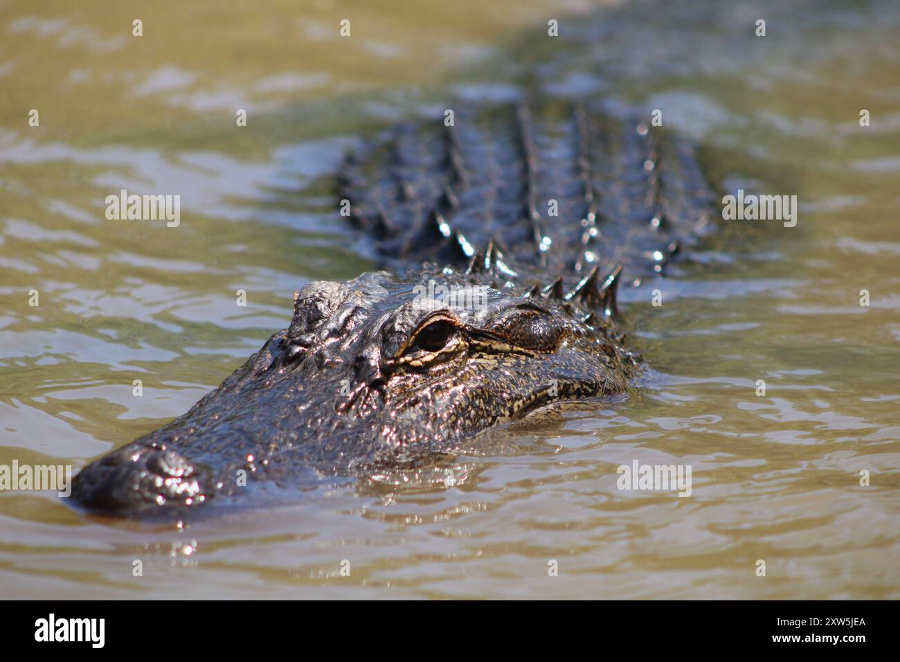 Large Alligators Of The Pearl River In Slidell Louisiana ,On The Honey ...