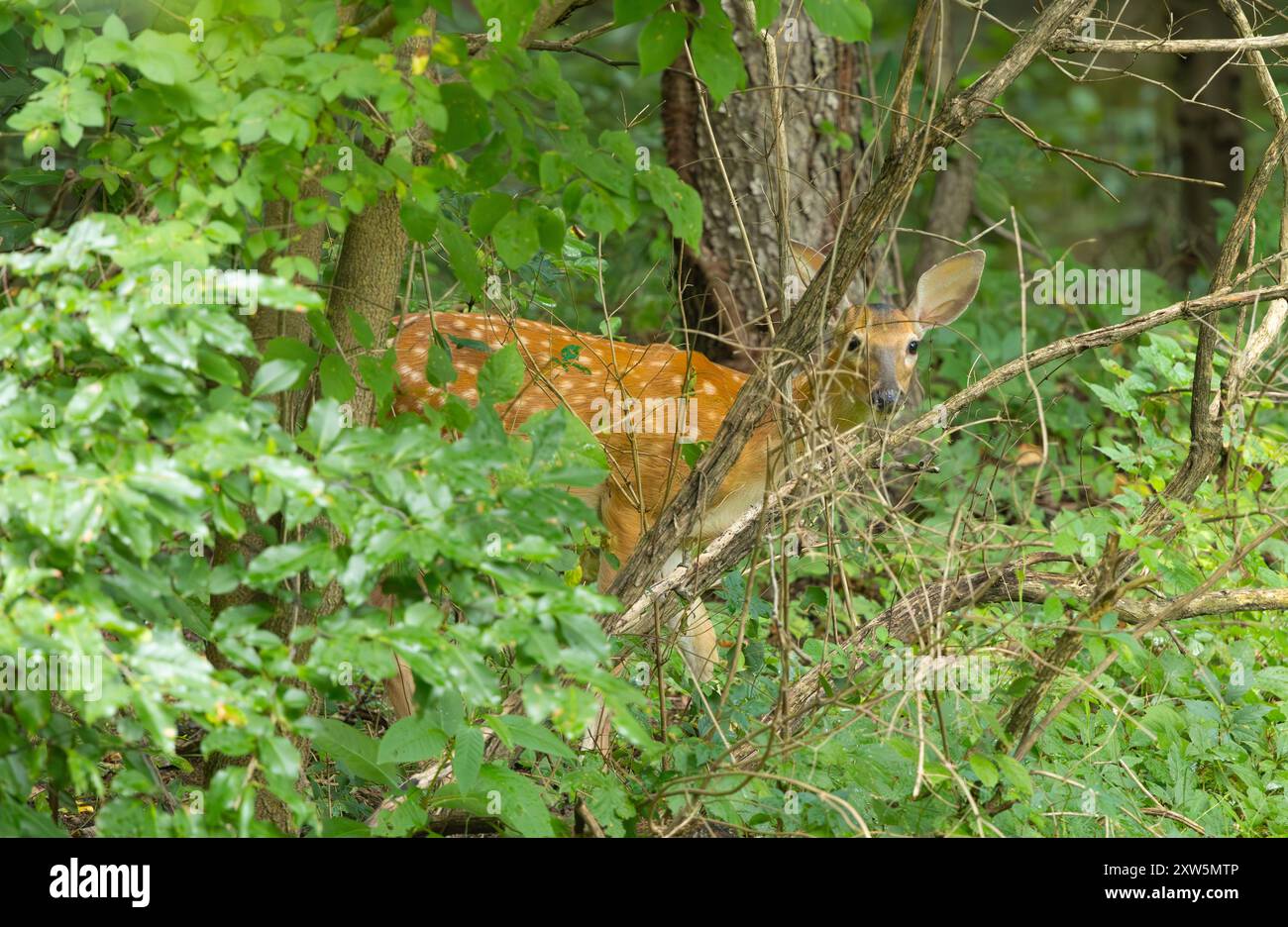 White-tailed deer fawn in the dense bush. Central New Jersey, USA Stock ...