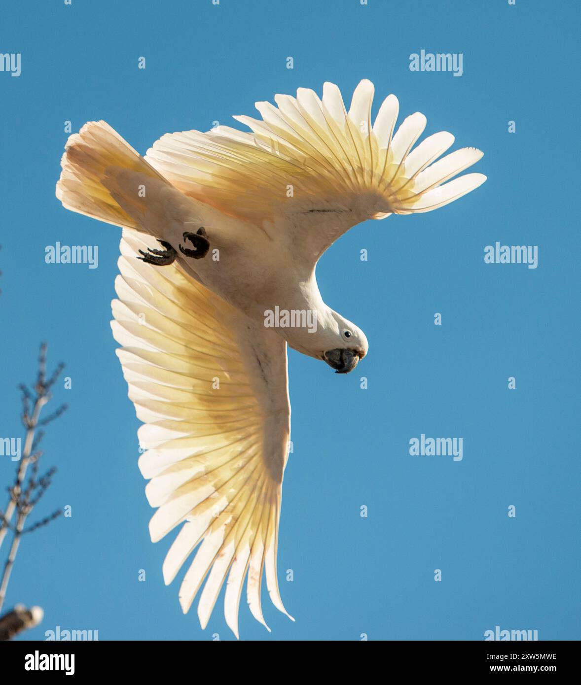 Sulpher cockatoos in full flight Stock Photo - Alamy