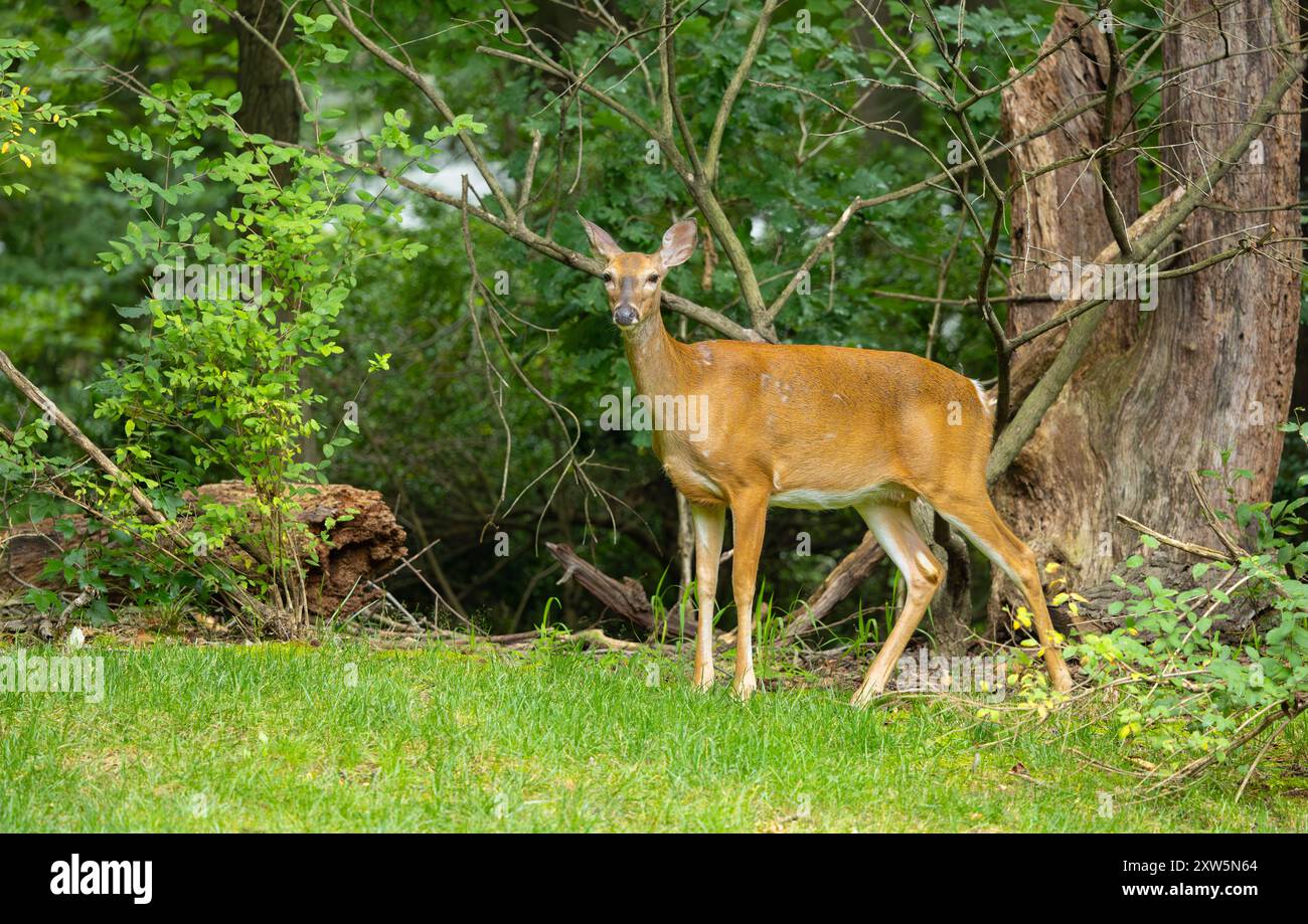 White-tailed deer doe in a dense forest. Central New Jersey, USA Stock ...