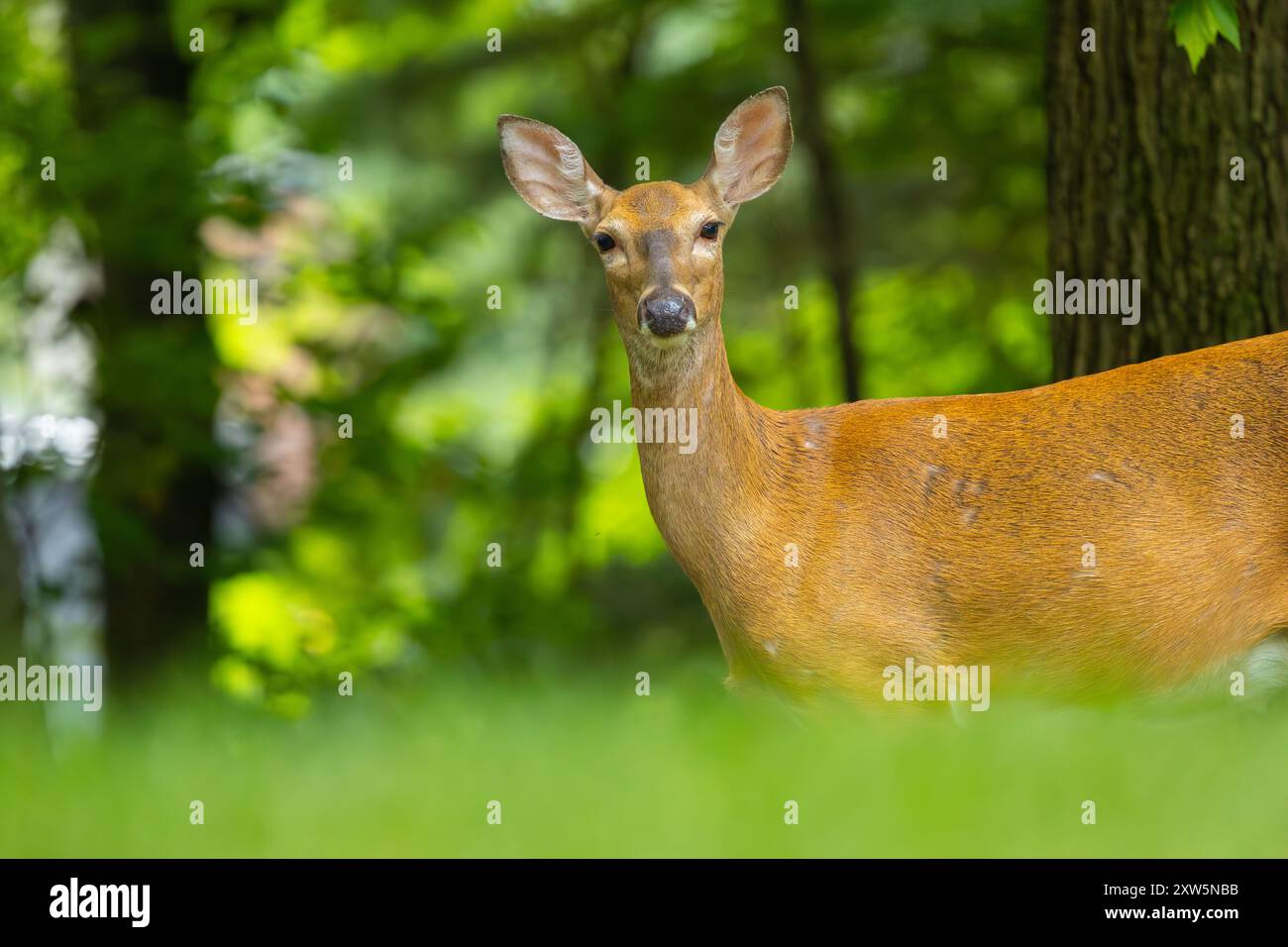 White-tailed deer doe close-up portrait. Central New Jersey, USA Stock ...