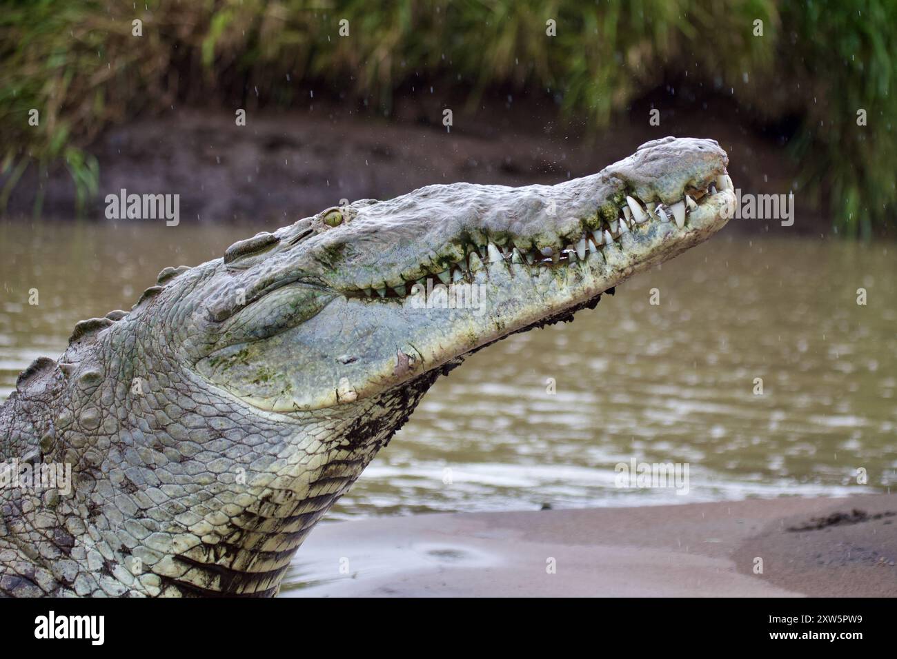 Portrait of an Adult American Crocodile at the Tarcoles River in Costa ...