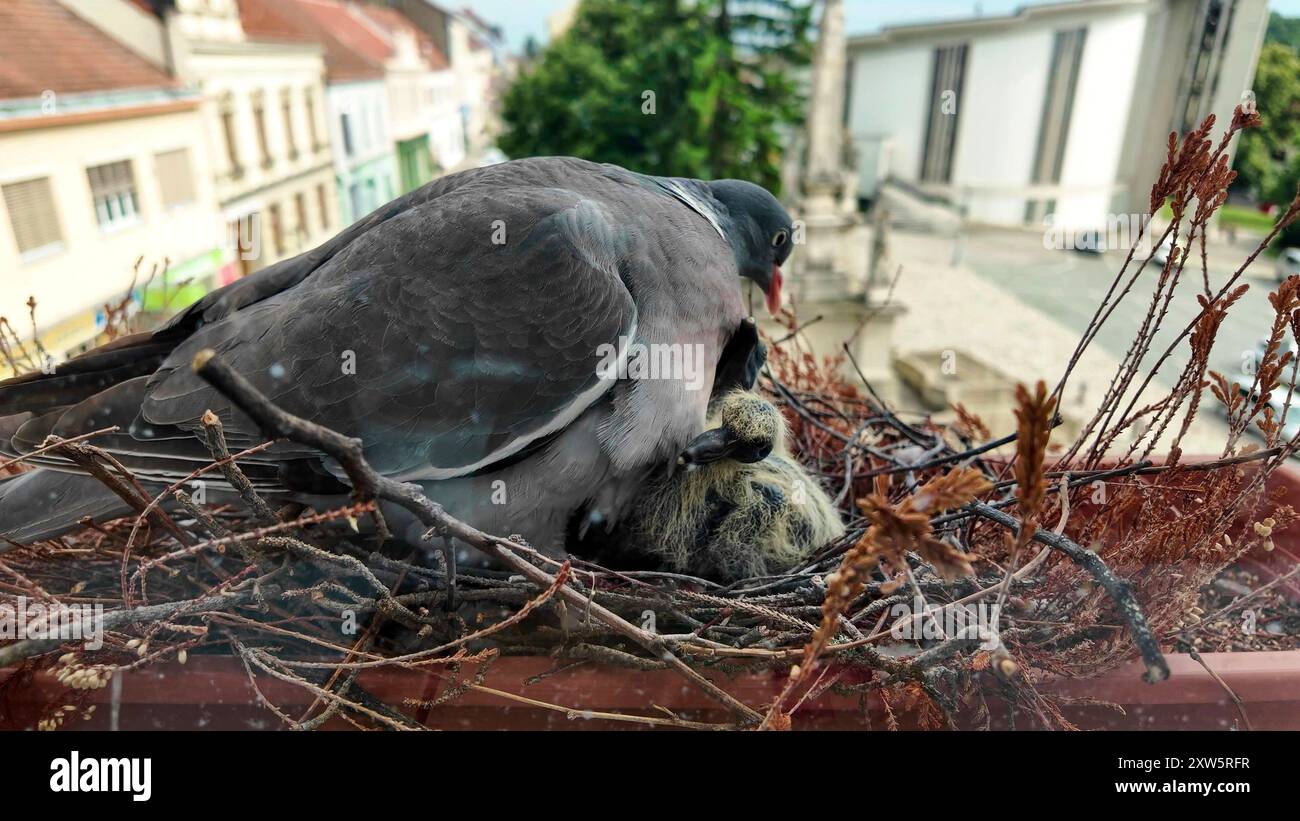 The squabs demand to be fed by the dove. For the first few days, the ...