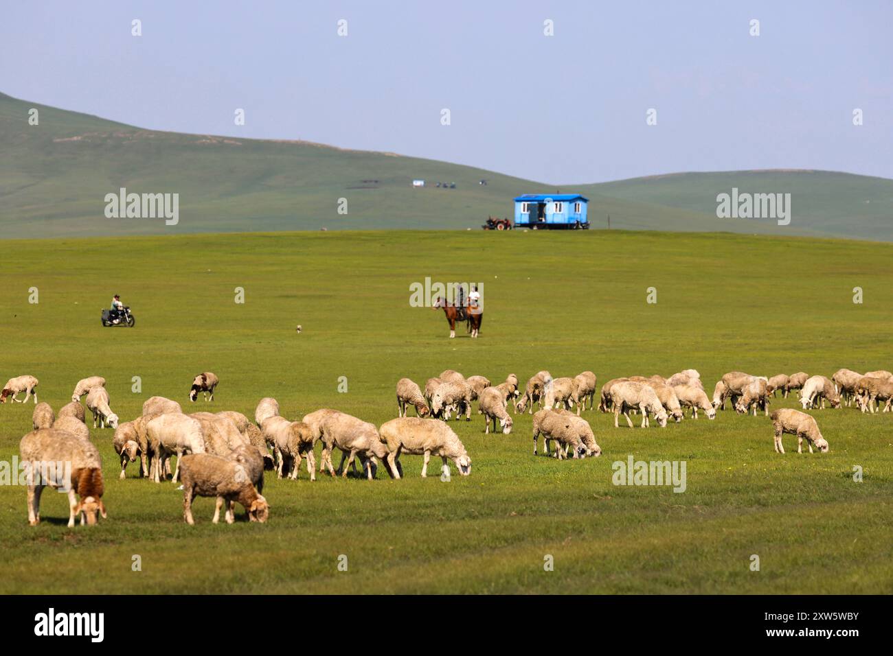 HULUNBUIR, CHINA - AUGUST 17, 2024 - Animal husbandry in the endless ...
