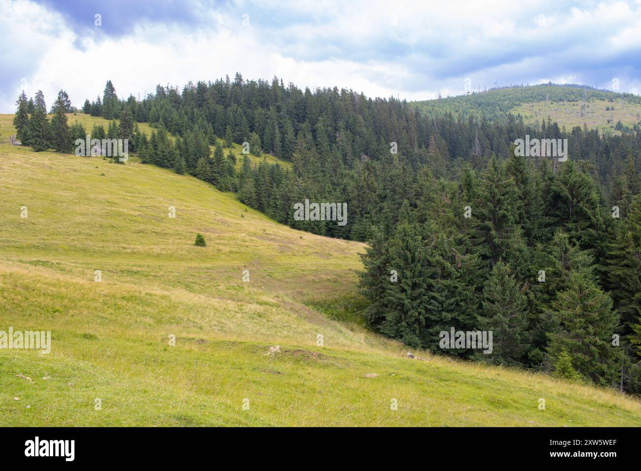 Green meadow with fir and pine trees in the Apuseni Mountains, Padis ...