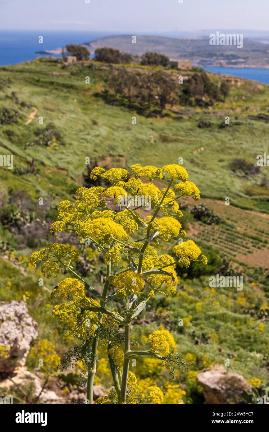 Malta, Goza Island. View over grassy slopes to the Mediterranean sea ...