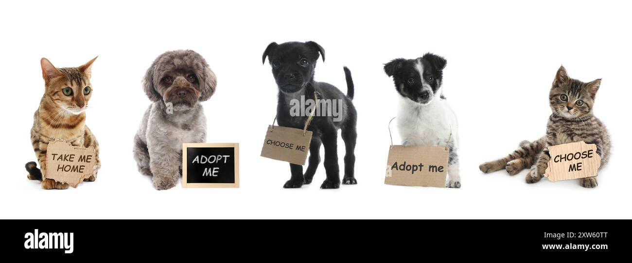 Pet shelter cats dogs Cut Out Stock Images & Pictures - Alamy