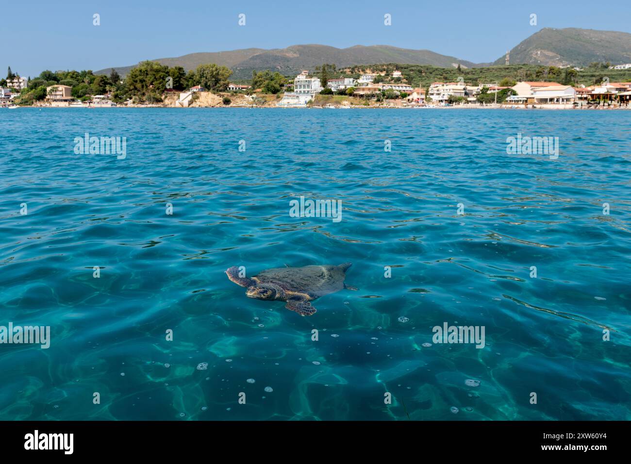 The Loggerhead turtle Caretta-Caretta swimming in Zakynthos island ...