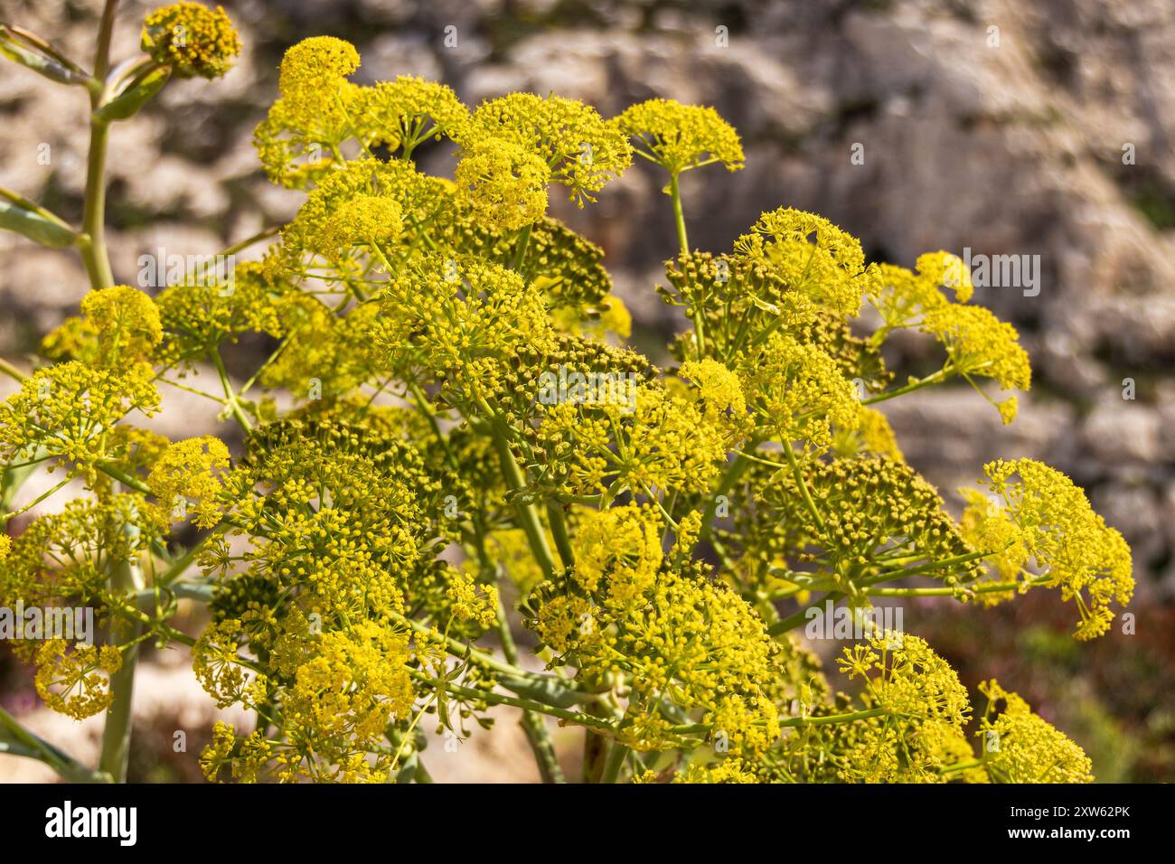 Malta. Maltese Giant Fennel (Ferula melitensis Stock Photo - Alamy