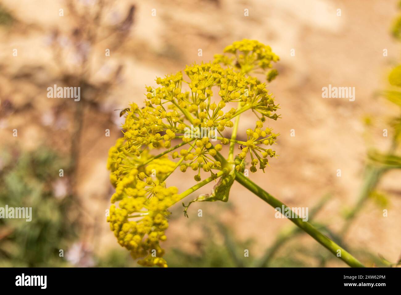 Malta. Maltese Giant Fennel (Ferula melitensis Stock Photo - Alamy