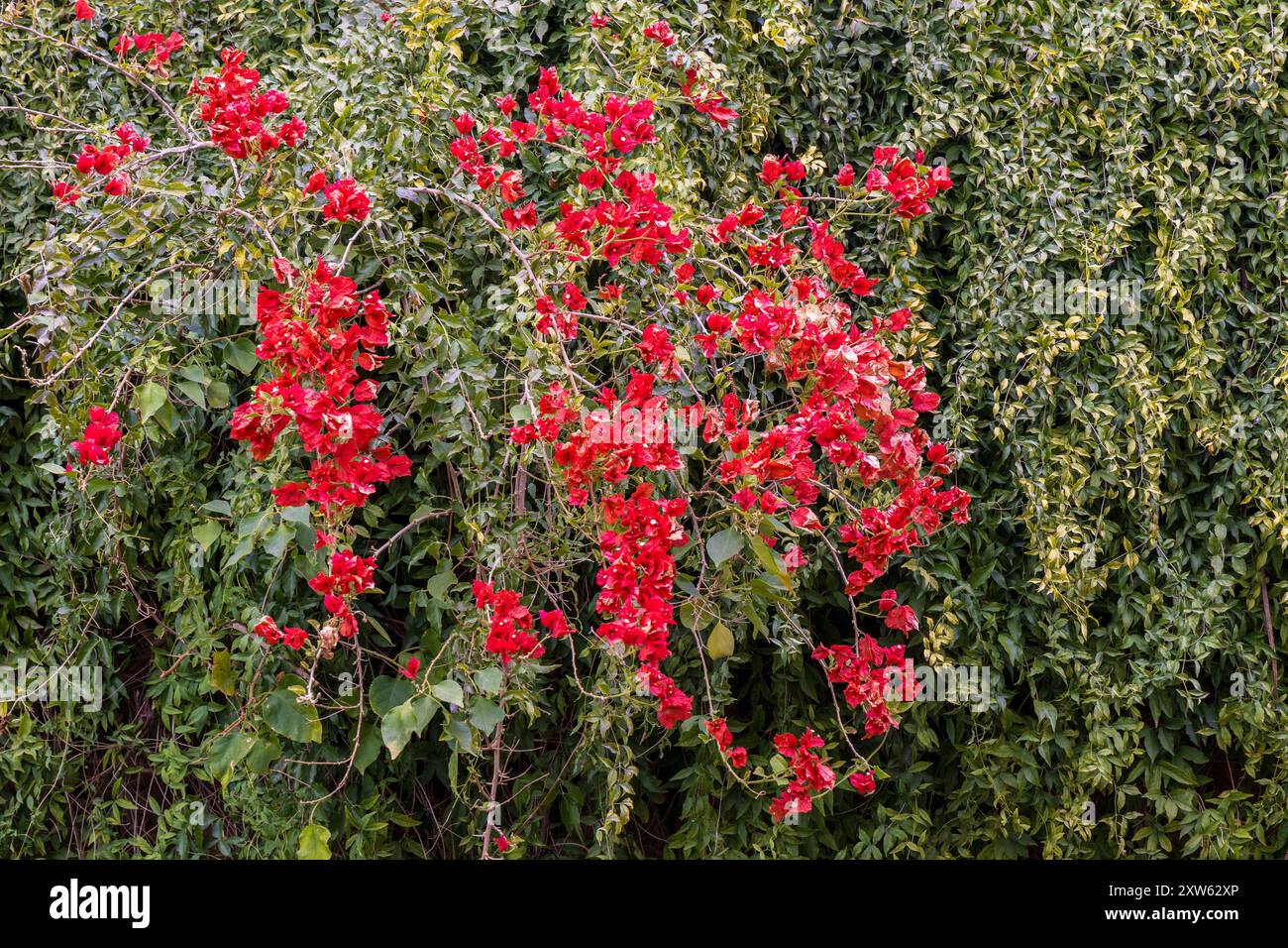 Malta, Attard. San Anton Palace and gardens. Bougainvillea Stock Photo ...