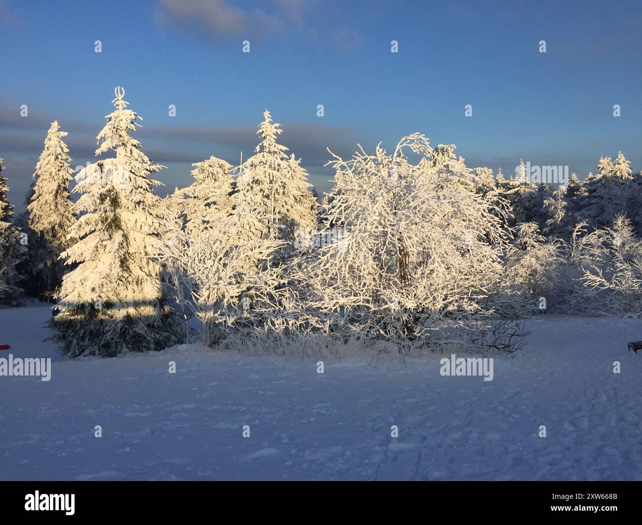 scenic winter landscape with white frozen trees covered with snow at ...