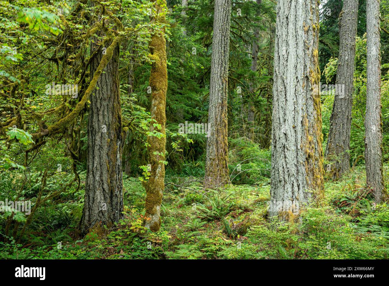 Big leaf maple trees lowland forest hi-res stock photography and images ...