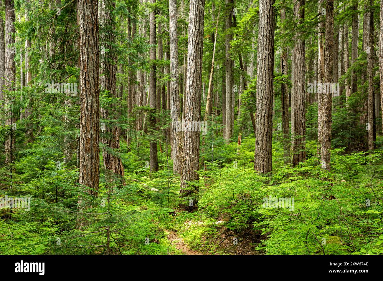 Above olympic hot springs hi-res stock photography and images - Alamy